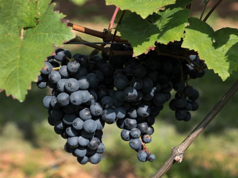 Unsere Rebsorten | Weingut Theo Nierstheimer